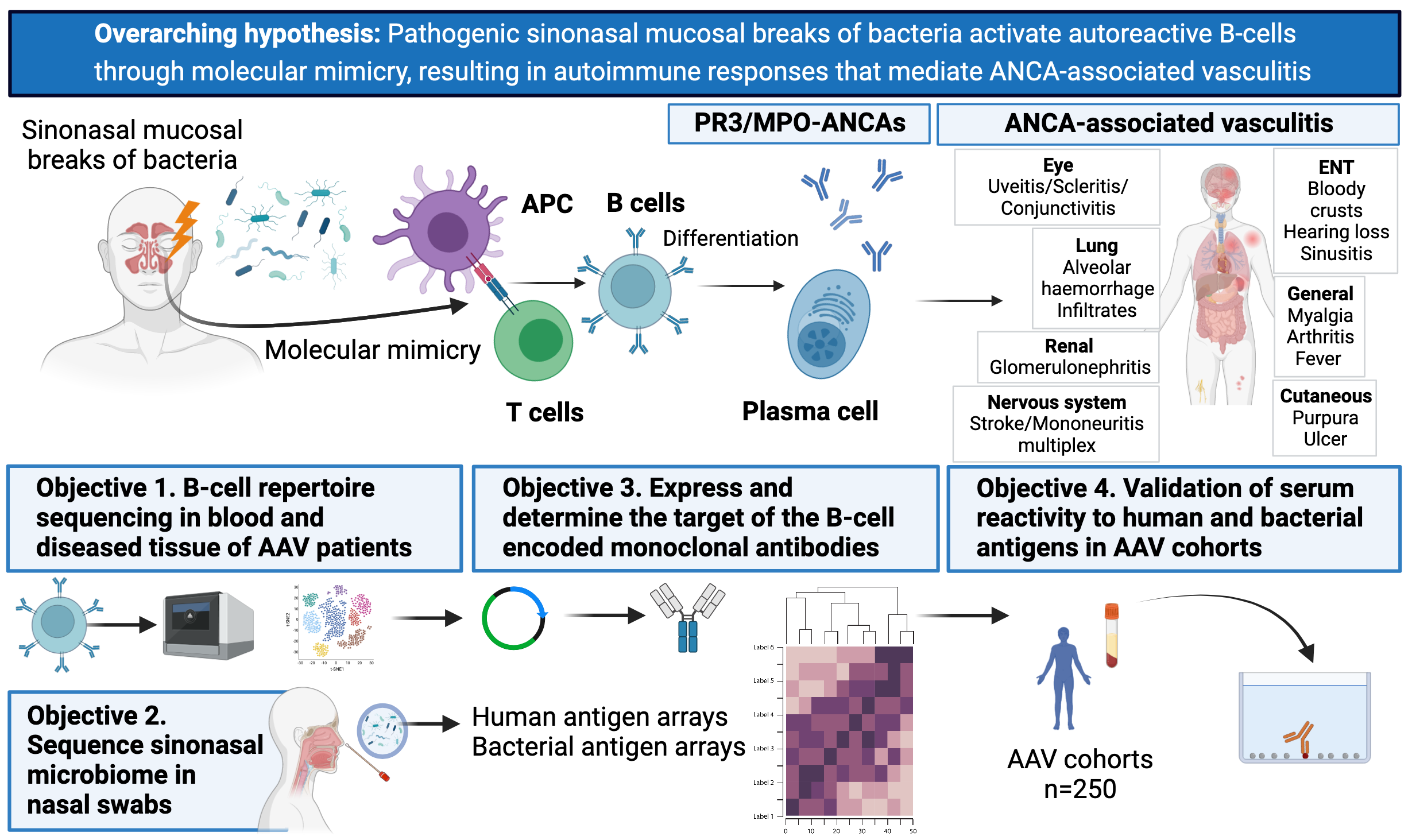 Breaking ANCA – Marie Curie Fellowship – Laura van Dam
